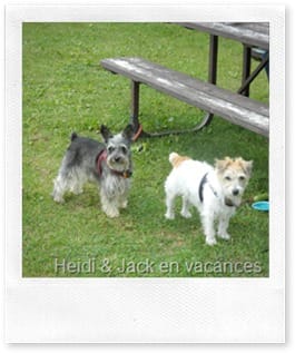 Pompon, Michou, Heidi, Jack ou, l'histoire de mes chiens.